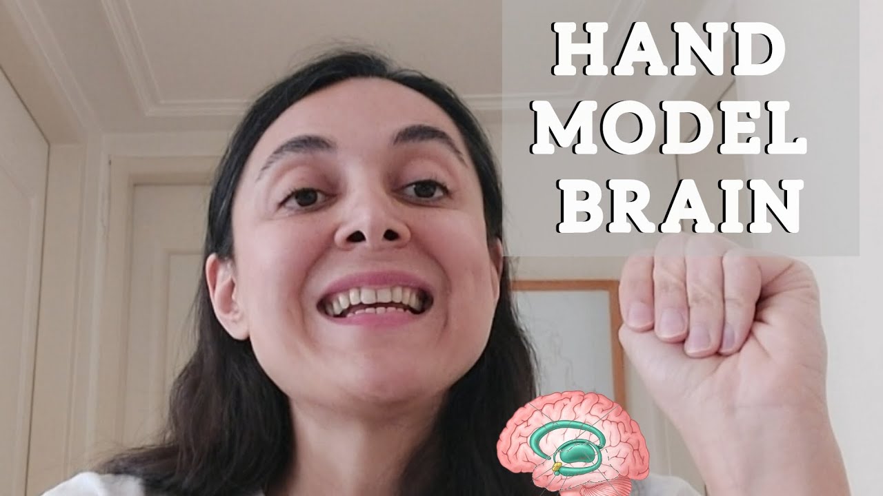 مدل سازی مغز با دست|hand model brain| تاثیر یوگا و مراقبه بر مغز| yoga ...