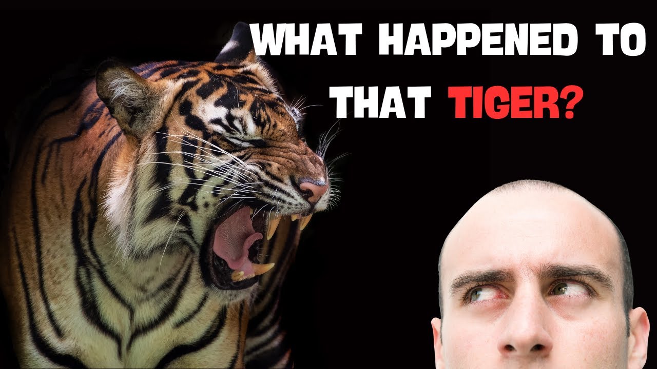 An Injured Tiger Went To A Man's House To Ask For Help. The What ...