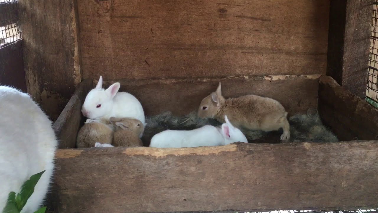 2 weeks old bunnies - YouTube