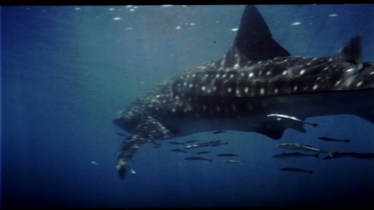 Atlantis Trailer - Luc Besson (1991) - YouTube