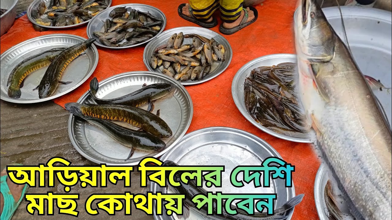 আড়িয়াল বিলের দেশি মাছ ঢাকার ভিতরে কোথায় পাবেন#fish market#@Neel ...
