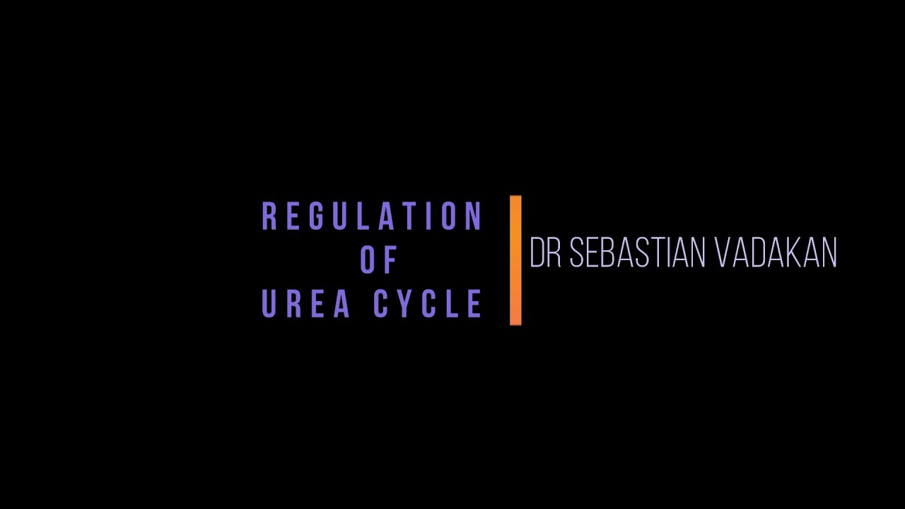 Regulation of Urea Cycle - YouTube