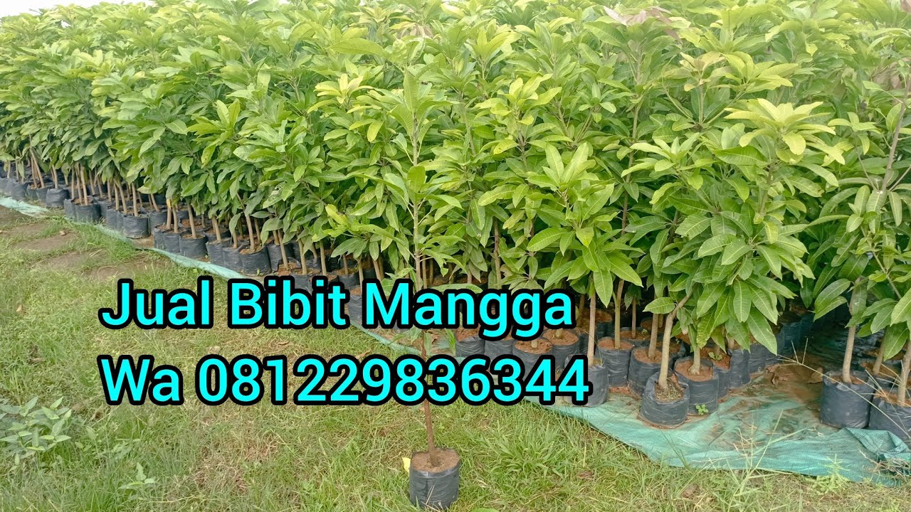Jual Bibit Mangga Manalagi - YouTube