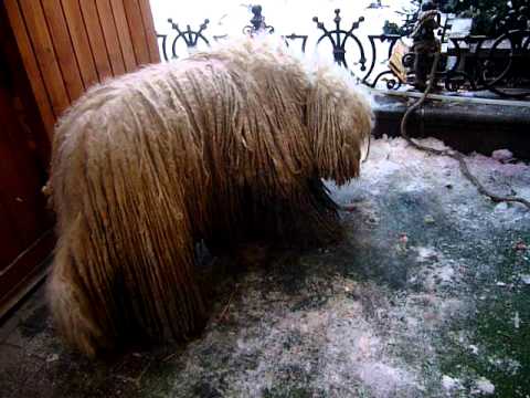A Hungarian Puli (aka Rasta Dog) part2 - YouTube