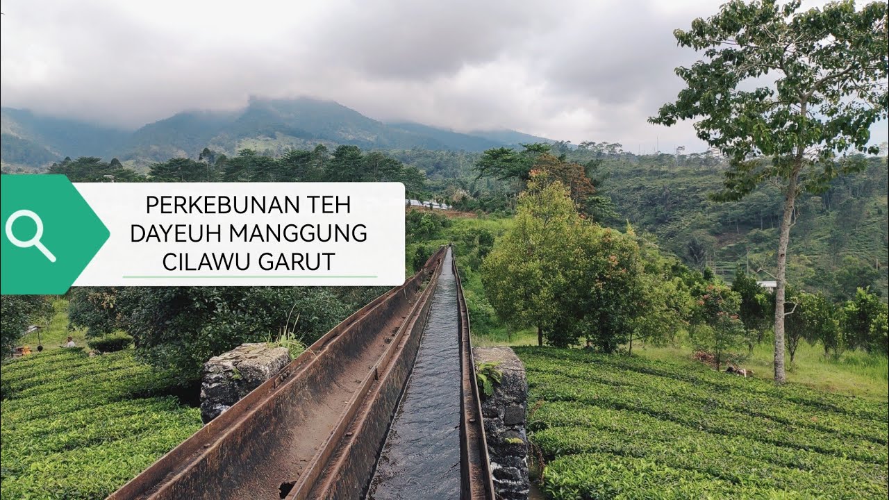 PERKEBUNAN TEH DAYEUH MANGGUNG di Kaki GUNUNG CIKURAY CILAWU GARUT # ...