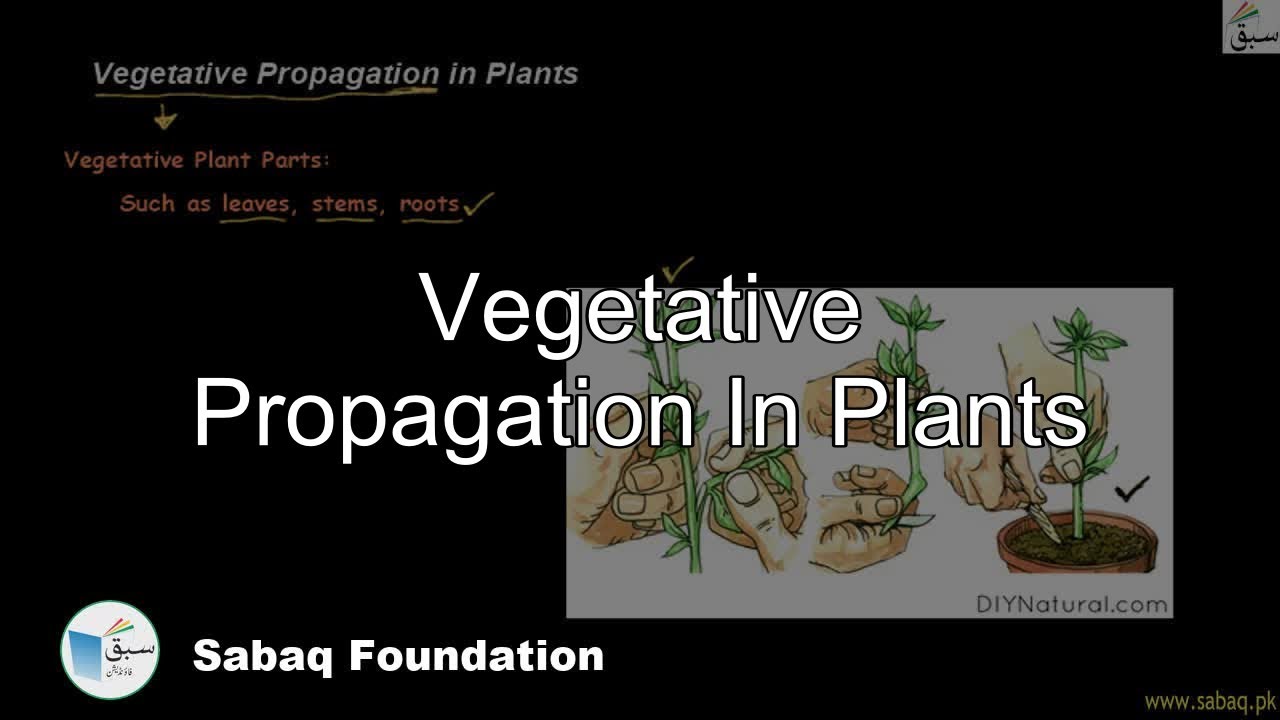 Vegetative Propagation In Plants, General Science Lecture | Sabaq.pk ...