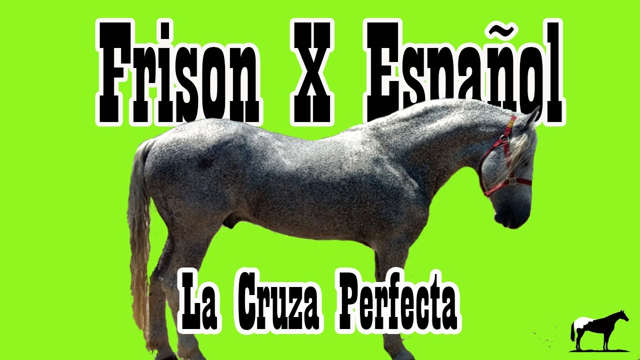 Frisón X Español (El Warlander) 🐴-Del Cerro Soy - YouTube
