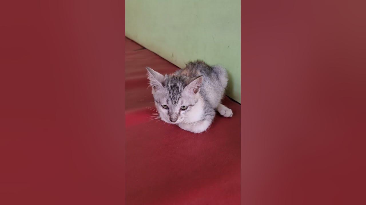 Anak kucing tiduran #shorts - YouTube
