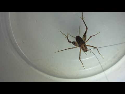 Where Do Cave Crickets Live