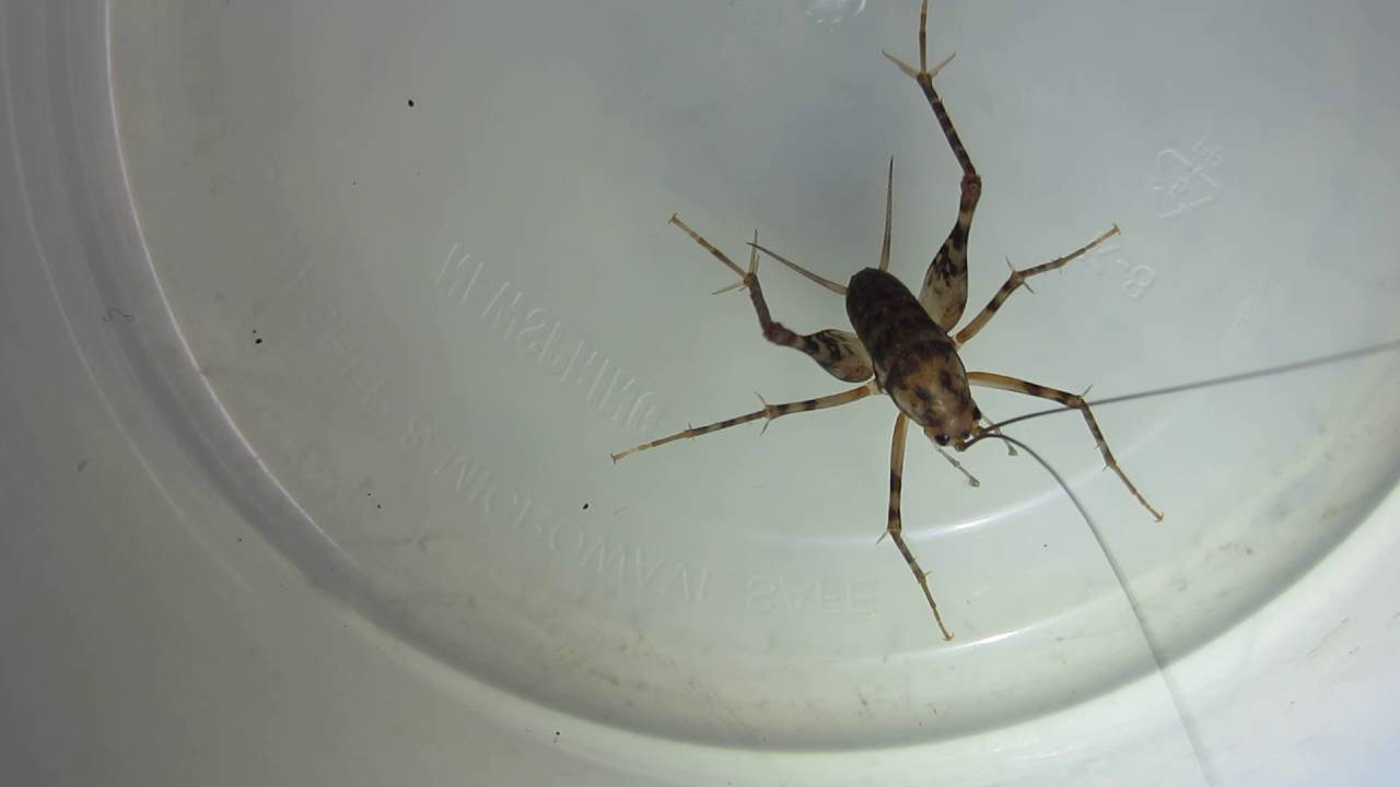 Basement Cave Cricket - A close-up view ( if you don't like insects, do ...