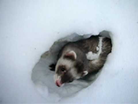 Ferrets Playing In Snow