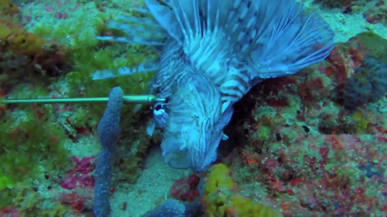 Lionfish Gun ~ Florida Scuba Divers - YouTube
