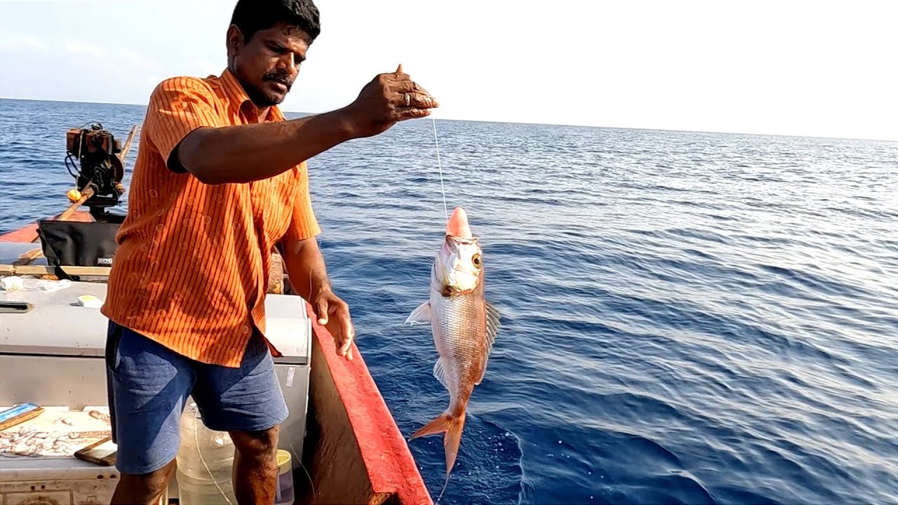 Catching Plenty of Rosy Snapper Fish in Sea - YouTube