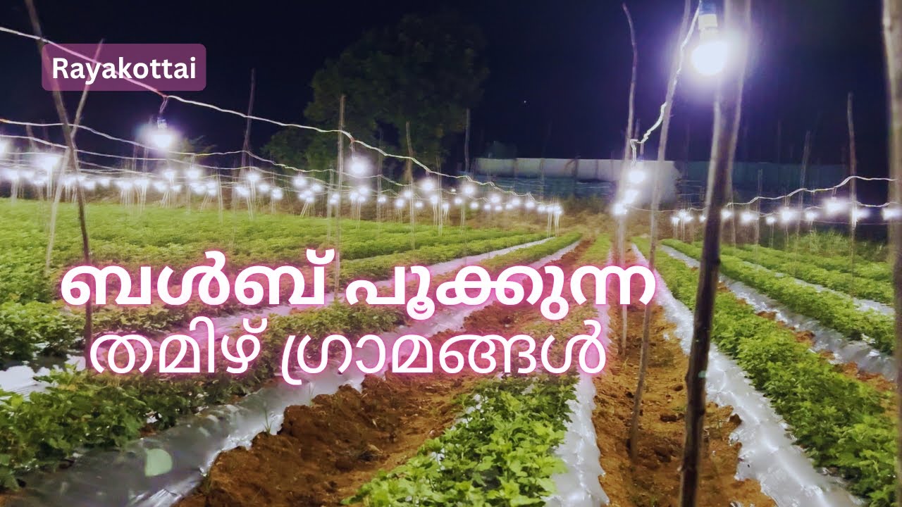 Rayakottai Glowing Samanthi Poo Farm at Night | Tamil Farm | Rayakottai ...