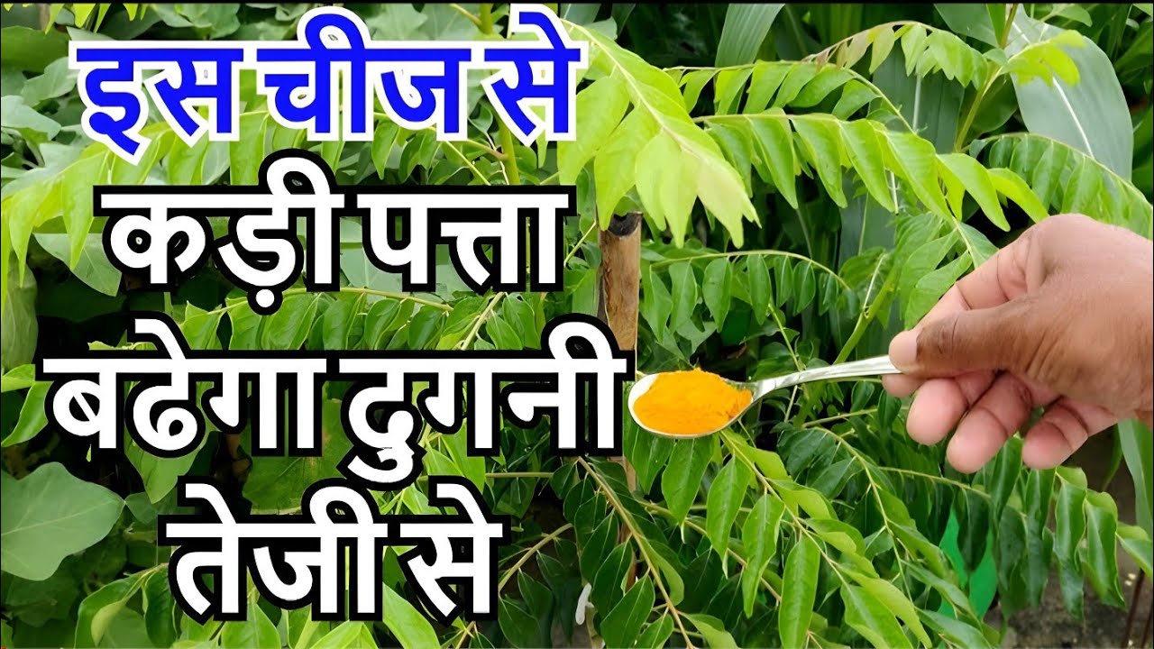 Curry Patta Care | How To Grow Cutty Plant | कड़ी पत्ते की देखभाल कैसे ...