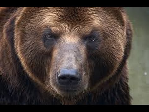 Documentary Bears 2017 HD - Grizzly Bear Vs Wolf - YouTube
