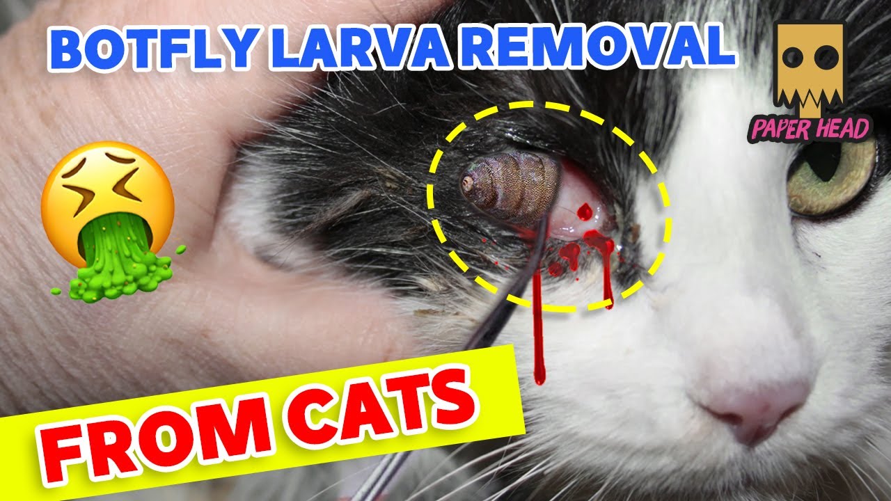 botfly/botfly removal from animals/botfly removal from kitten/Resue ...