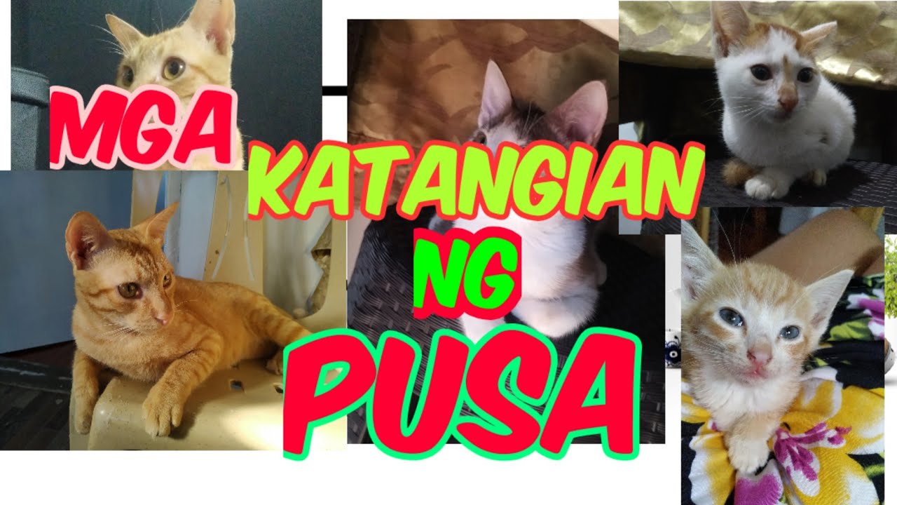 ito yung mga katangian ng pusa...mga bagay na ginagawa nila araw araw ...