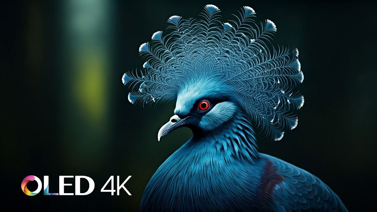Blue Crowned Pigeon: The Most Beautiful Bird on Earth? High Quality 12K ...