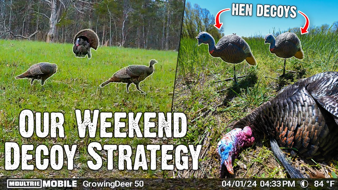 The BEST Decoy Strategy to Hunt Turkey this Weekend - YouTube