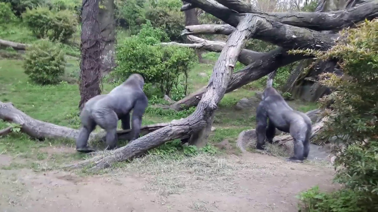 GORILLA FIGHT at Bronx zoo | Angry Gorillas - YouTube