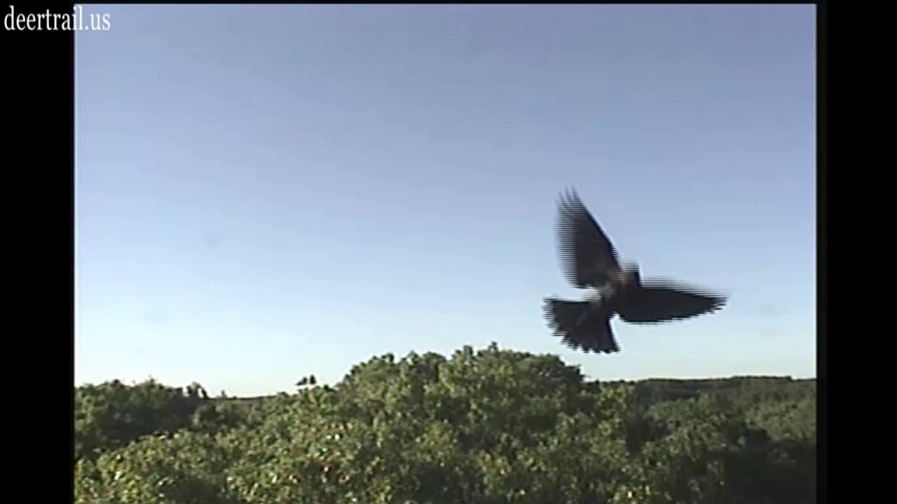 Bird Flying On to Sky Cam - YouTube