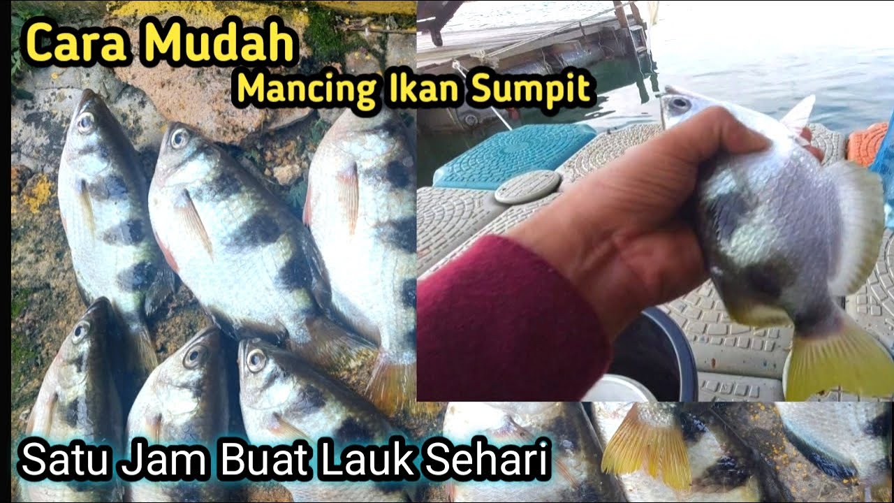 Cara Dan Umpan Jitu Mancing Ikan Sumpit || Di Jamin Pesta Strike - YouTube