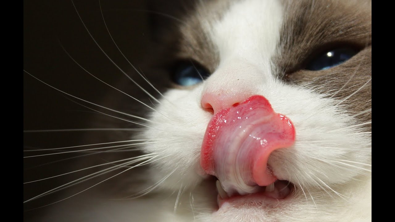 MUFASA CAT LOVE TOGETHER - YouTube
