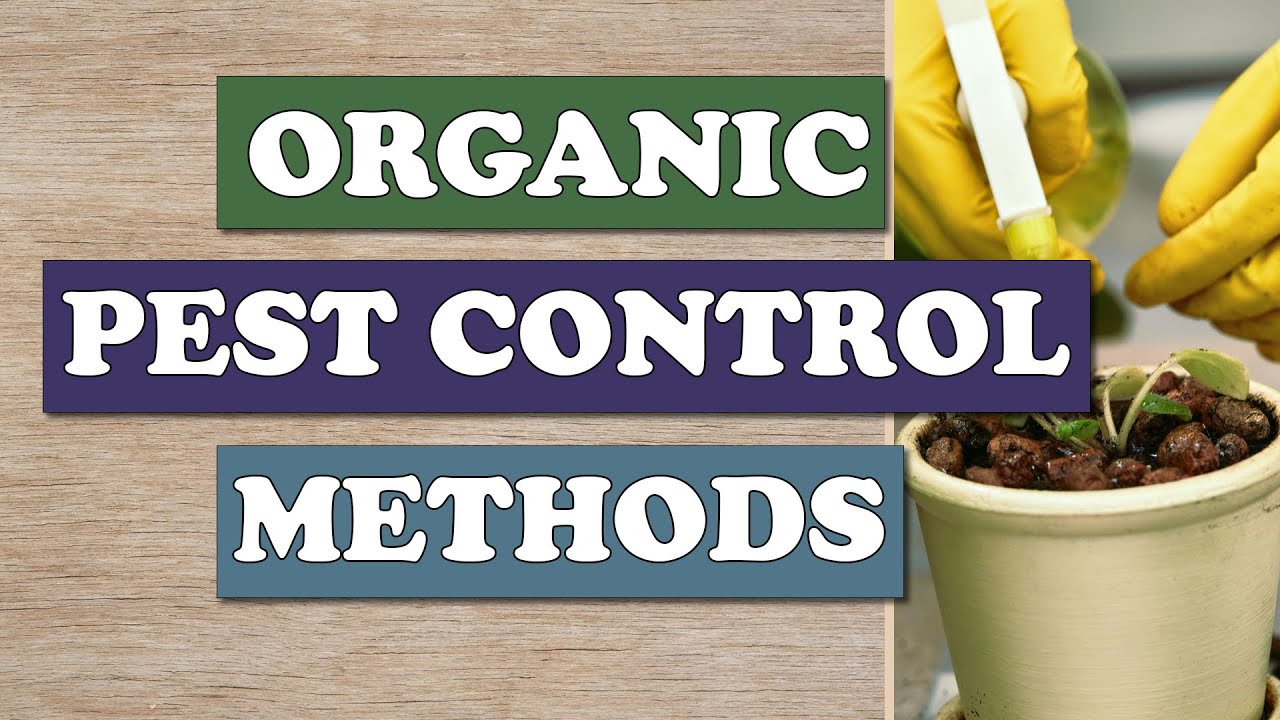 Organic pest control methods - YouTube