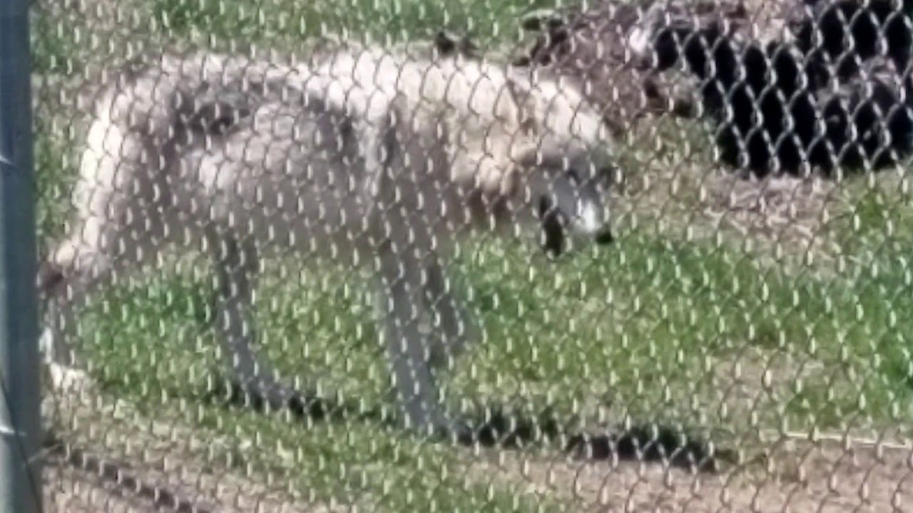 Very Beautiful Indiana Wolf - YouTube