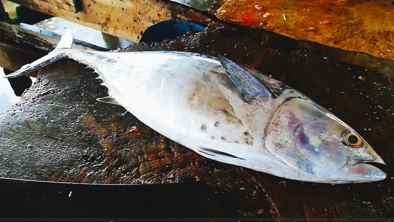 Mackerel Tuna Cutting | Fishing Life Sri Lanka - YouTube