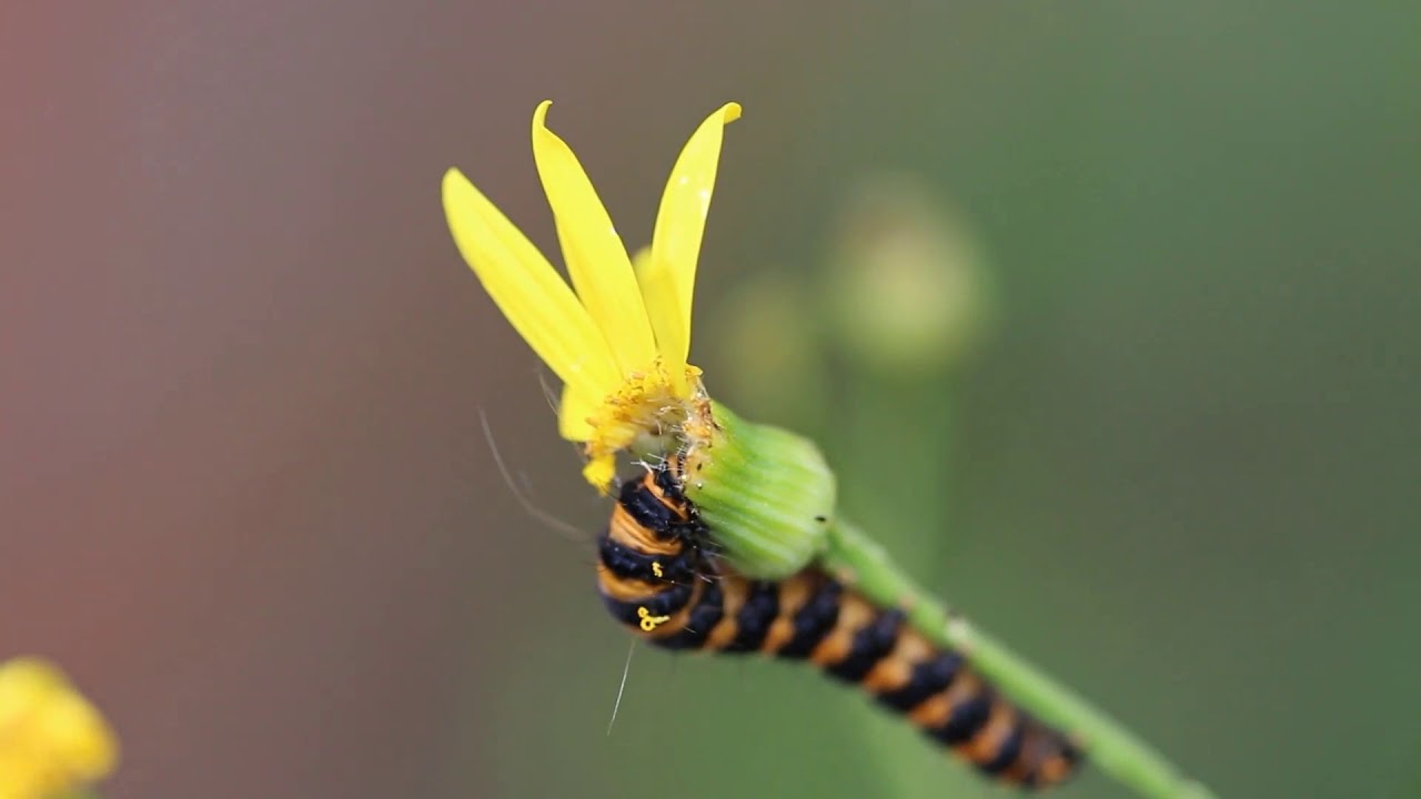 Barry Stampede - Insect Life - YouTube
