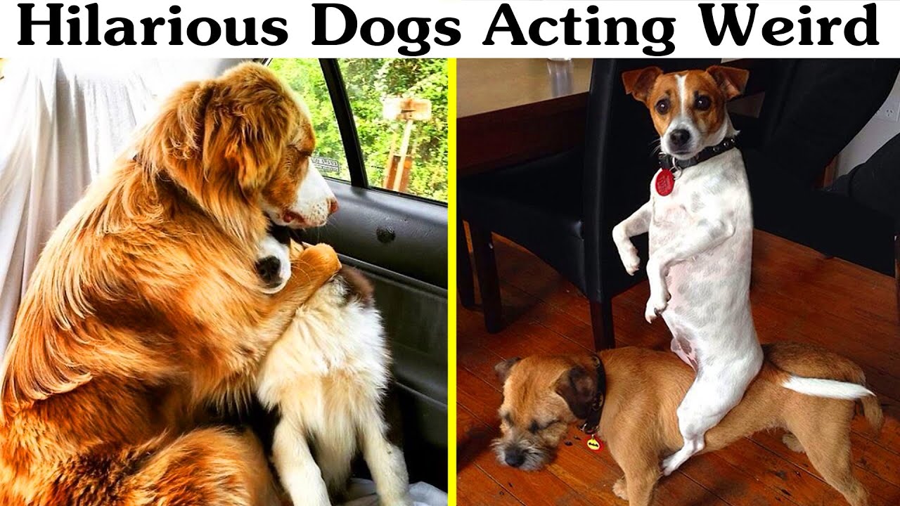 Hilarious Photos Of Dogs Acting Weird - 🤣 🐶 It's time to LAUGH with Dog ...