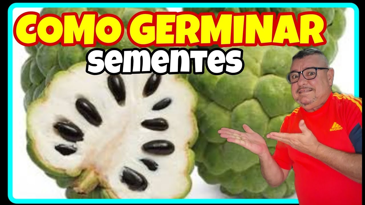 COMO GERMINAR SEMENTES DE FRUTA DO CONDE, ATA, PINHA, GRAVIOLA, ATEMOIA ...