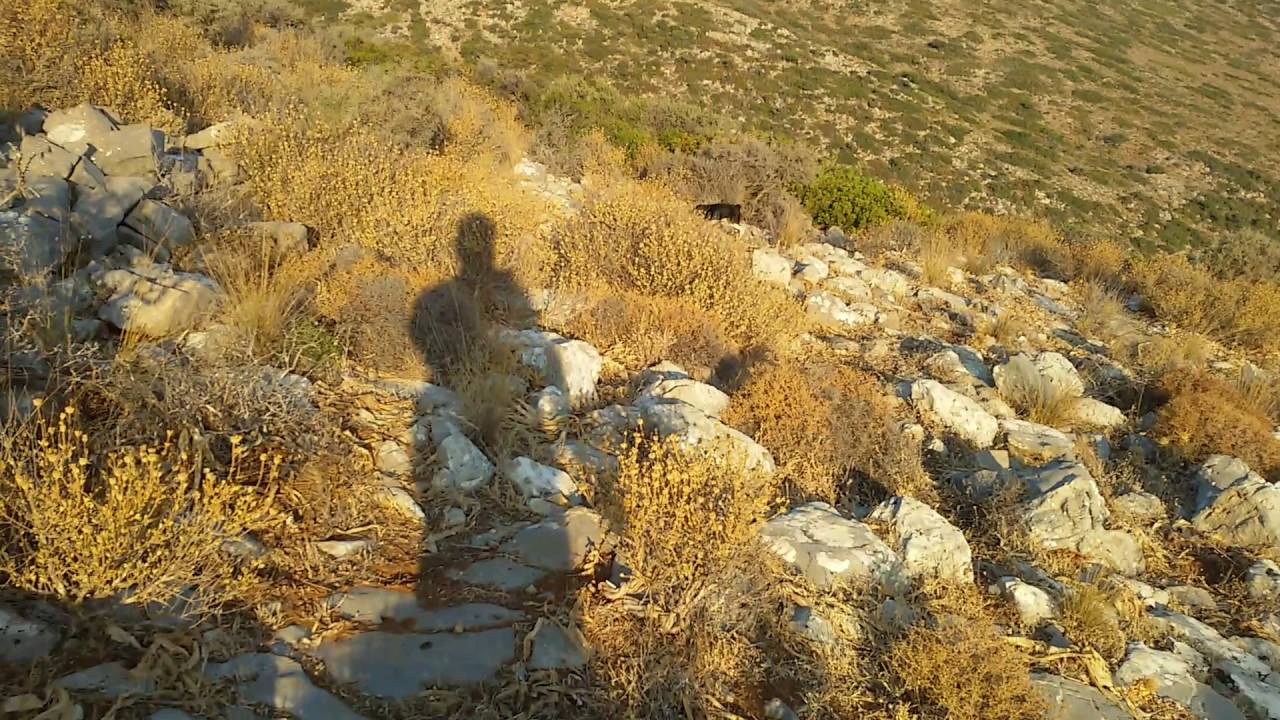 8-8-16 red bluetick beagle hare practice creete-greece very hot weather ...