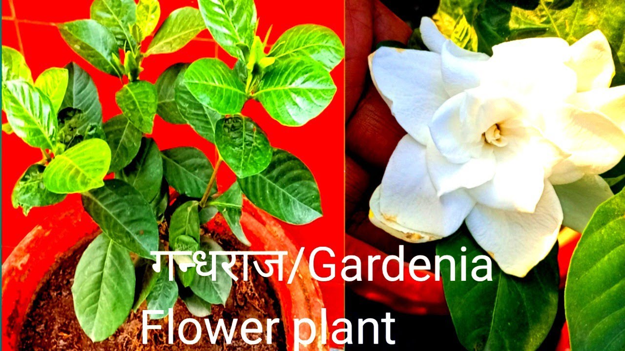 How to Grow Gandharaj Flower Plant गन्धराज के पौधे को ऐसे लगाये हमेशा ...