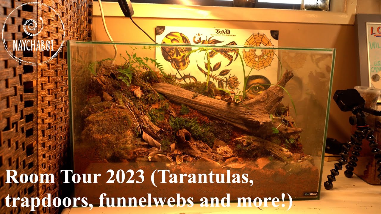 Room Tour 2023 (Tarantulas, trapdoors, funnelwebs and more!) - YouTube