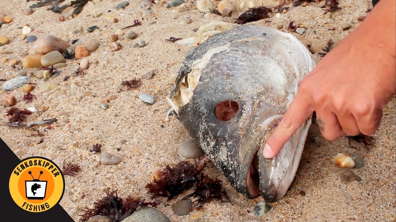 Why is Montauk Beach full of Dead Striped Bass? - Fish World 10 - YouTube