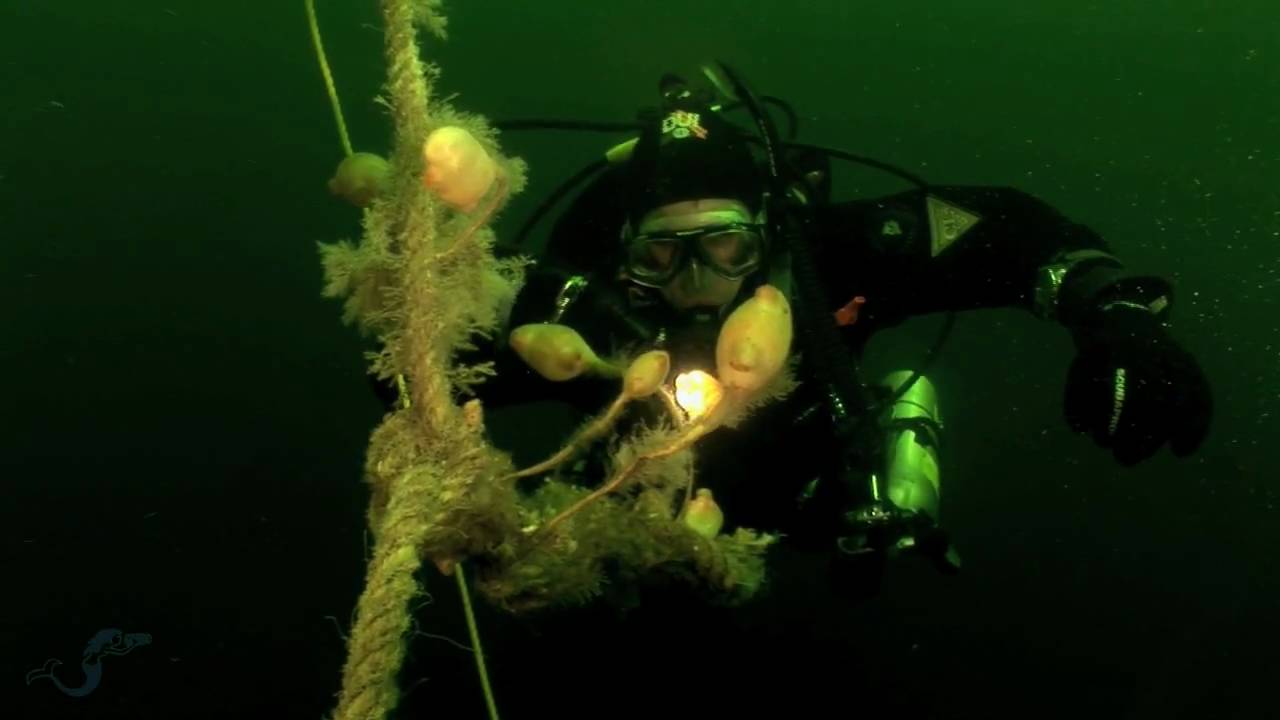 Diving Les Escoumins / Plonger les Escoumins - YouTube