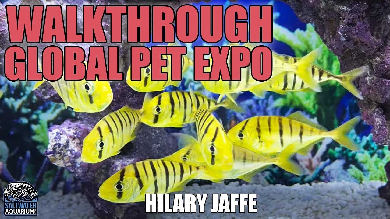 WALKTHROUGH Global Pet Expo - Hilary Jaffe - On Location - YouTube