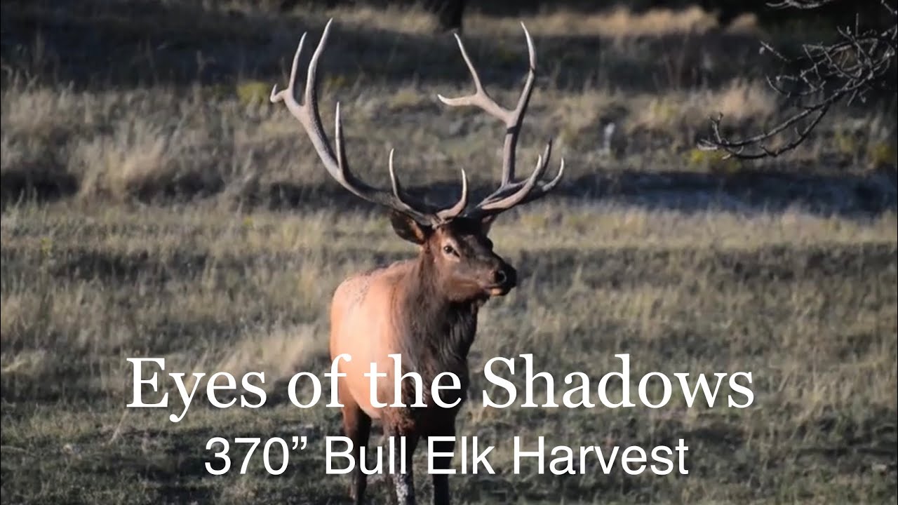 370” bull elk harvest Film: Eyes of the Shadows - YouTube