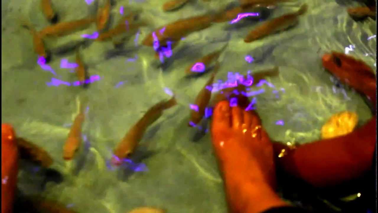 fish spa tickles - YouTube