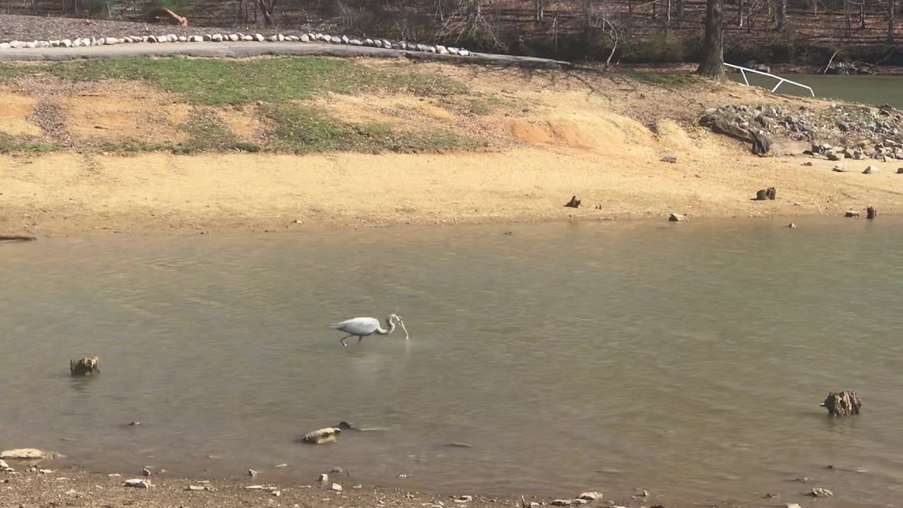 Crane Eating Fish 🐟 - YouTube