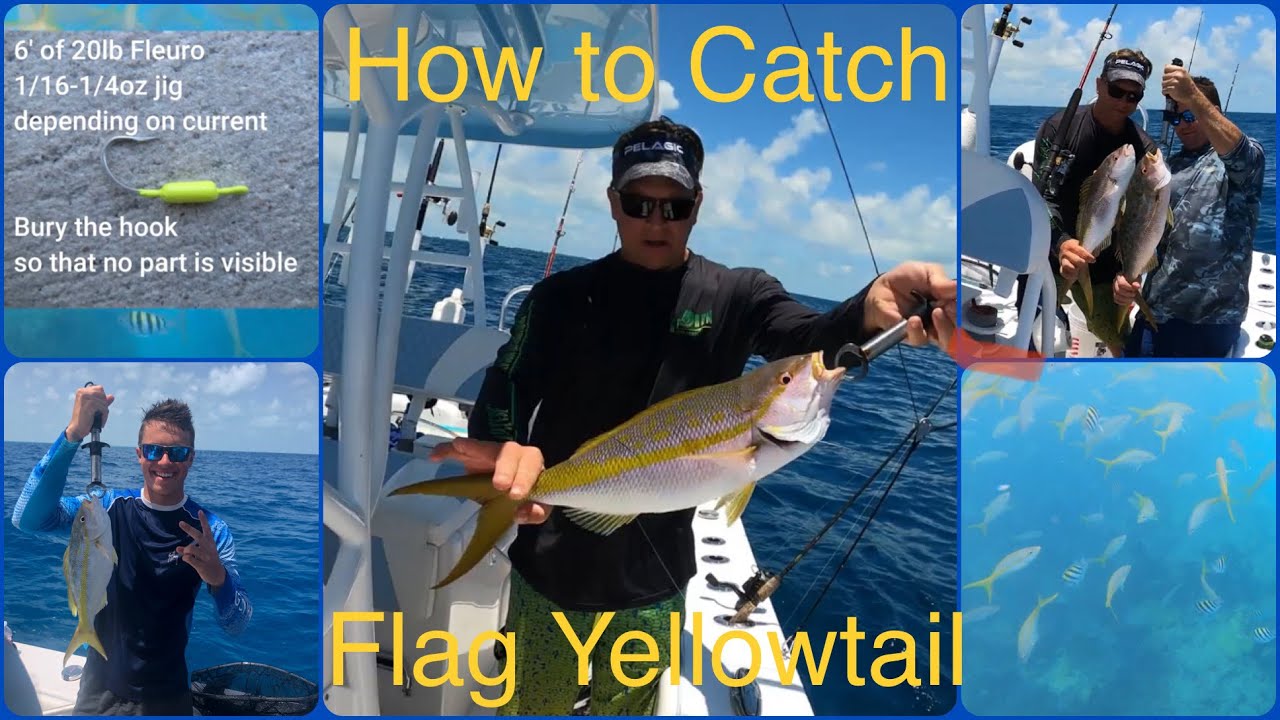 Yellowtail Snapper - How to Find and Catch in the Florida Keys Fishing ...