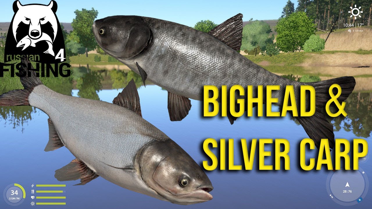 Bighead and Silver Carp Spot at Sura River - Russian Fishing 4 #rf4 ...