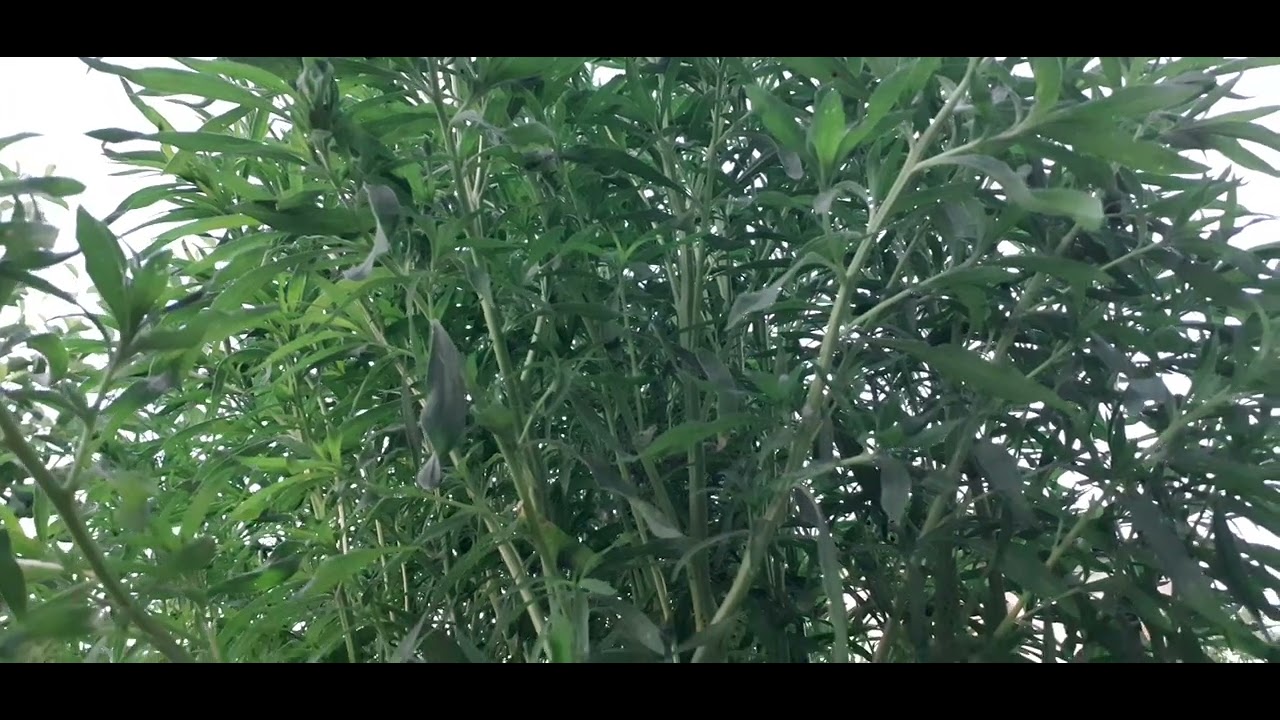 Herbage Vegetable Greenery - YouTube