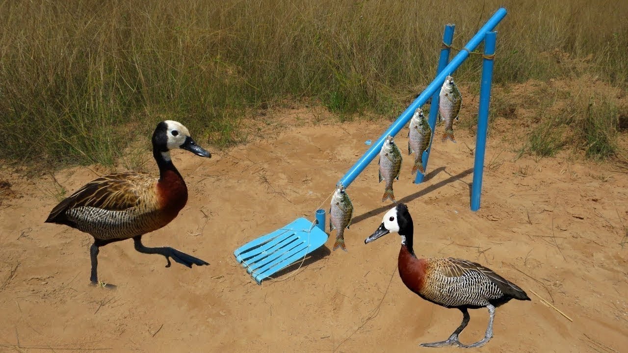 Best Way To Catch The Wild Duck | New Duck Trap - YouTube