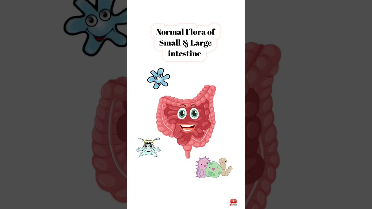 Normal Flora of small and large intestine #normalflora#microbiology# ...