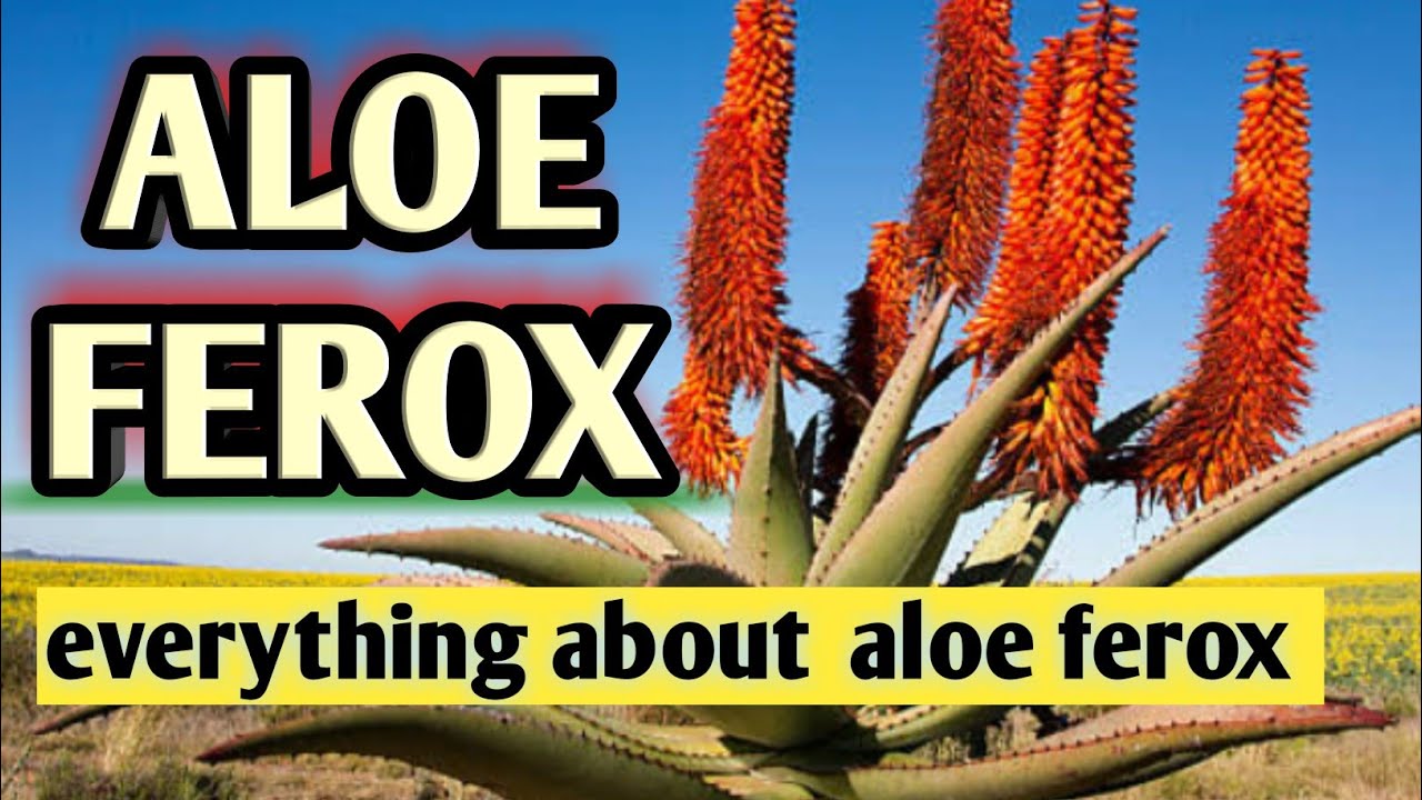 World popular edible aloe plant || can you eat aloe ferox || Aloe ferox ...