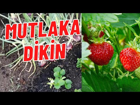 ÇİLEK YANINA MUTLAKA DİKİN #kardeşbitkiler #çilekyetiştiriciliği